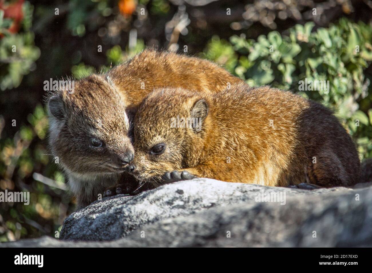 Beautiful portrait of two young marmots during sunset, table mountain ...