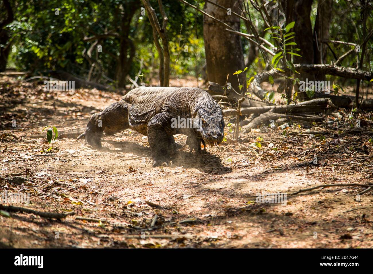 Komodo dragon endangered lizard, Komodo National Park Stock Photo - Alamy