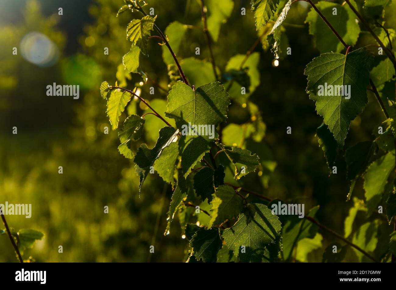 Thick birch branches green leaves hi-res stock photography and images ...