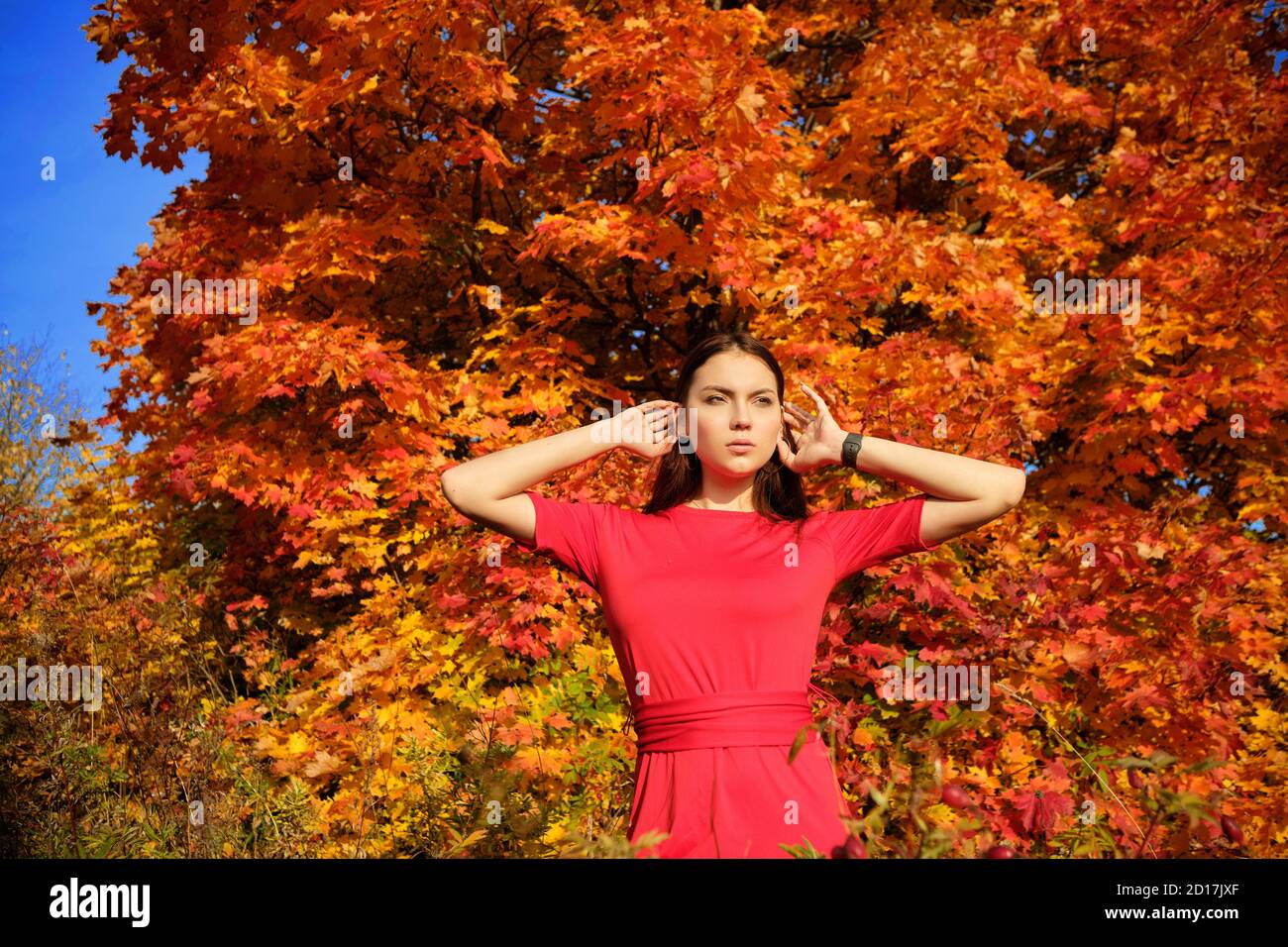 portrait of a girl in a red dress at the red maple in the fall Stock ...