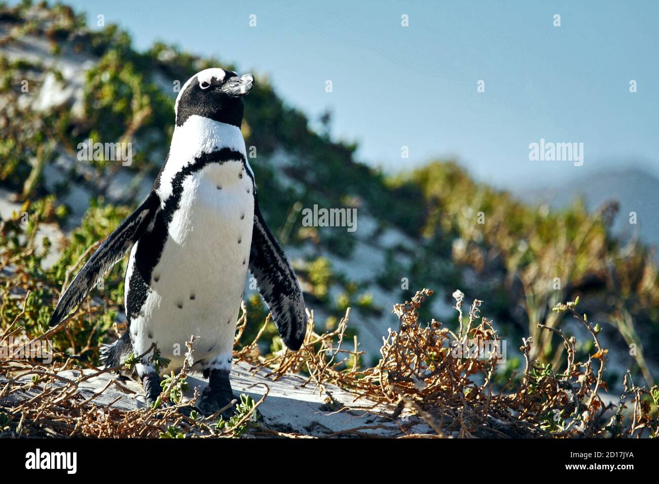 Portrait of cute african penguin, Boulder Beach Cape Town, South Africa ...