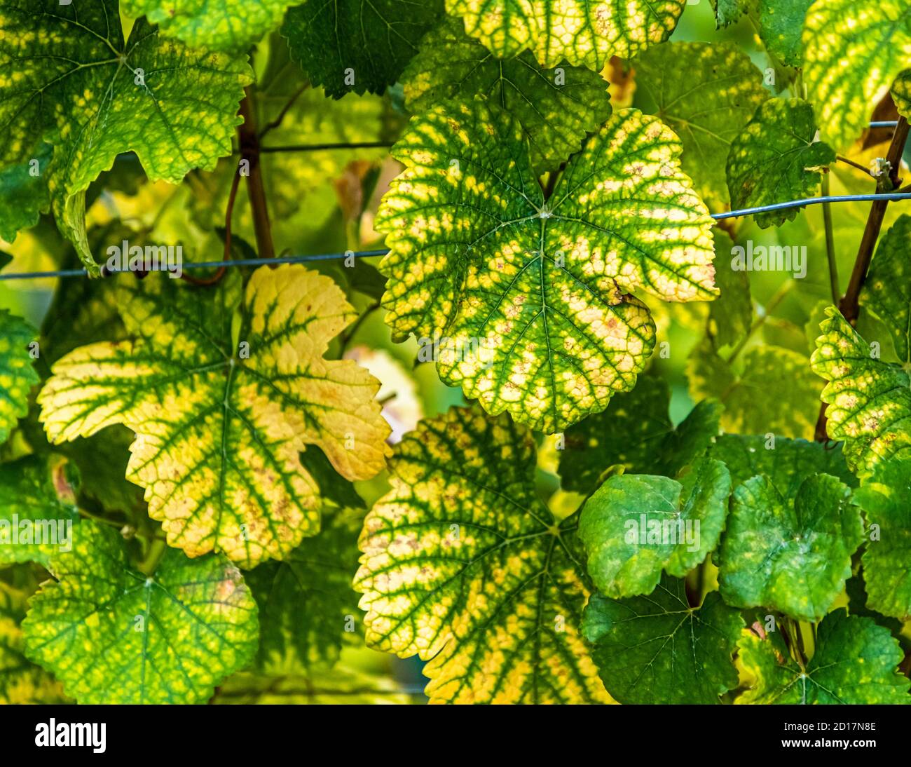 Visperterminen's highest vineyard of Europe Visp, Switzerland Stock ...