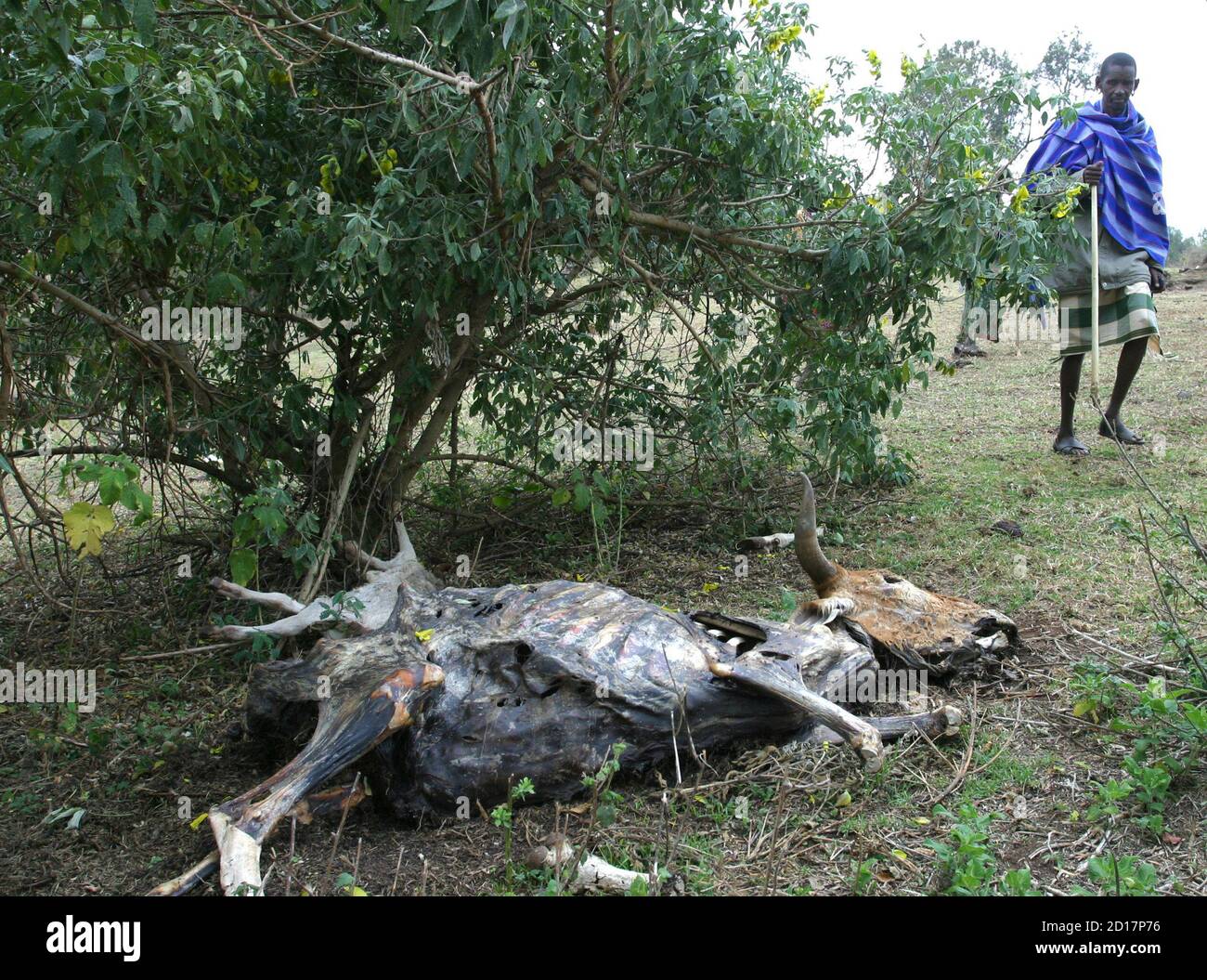 Dead livestock kenya hi-res stock photography and images - Alamy