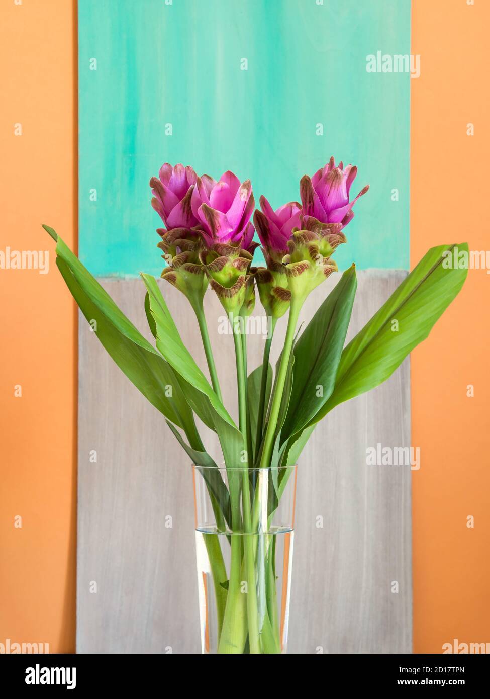 Purple turmeric flowers on orange background Stock Photo - Alamy