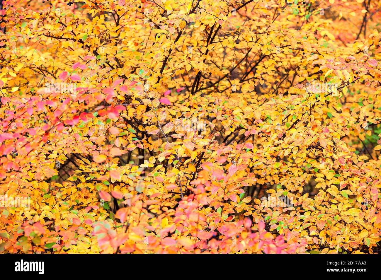 The shiny cotoneaster or hedge cotoneaster. Autumn Stock Photo - Alamy