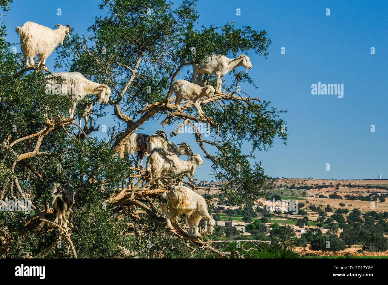 Iconic view of goats climbing on branch of argan tree on the road of ...