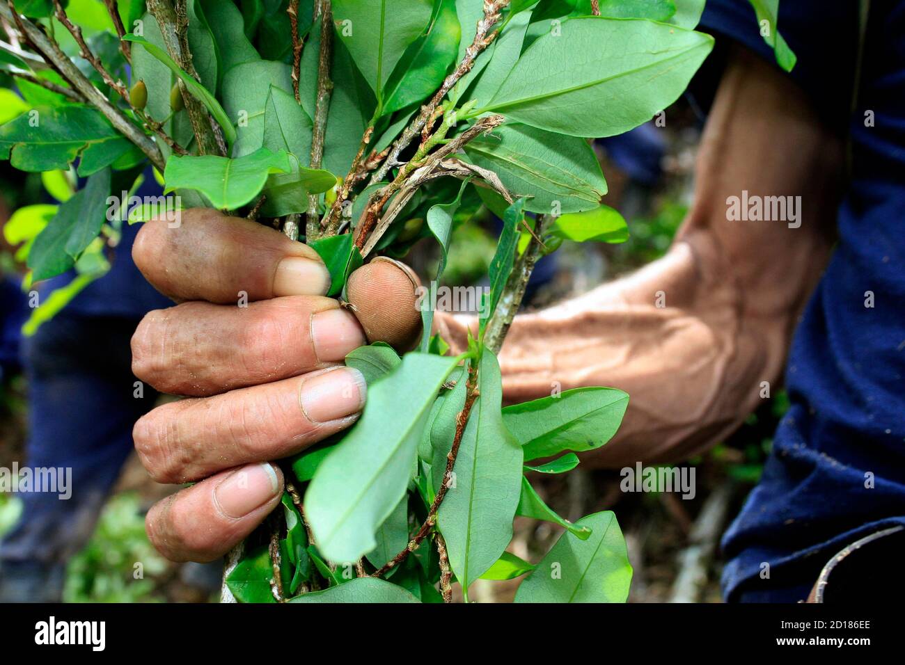 Coca Plant Colombia High Resolution Stock Photography and Images - Alamy