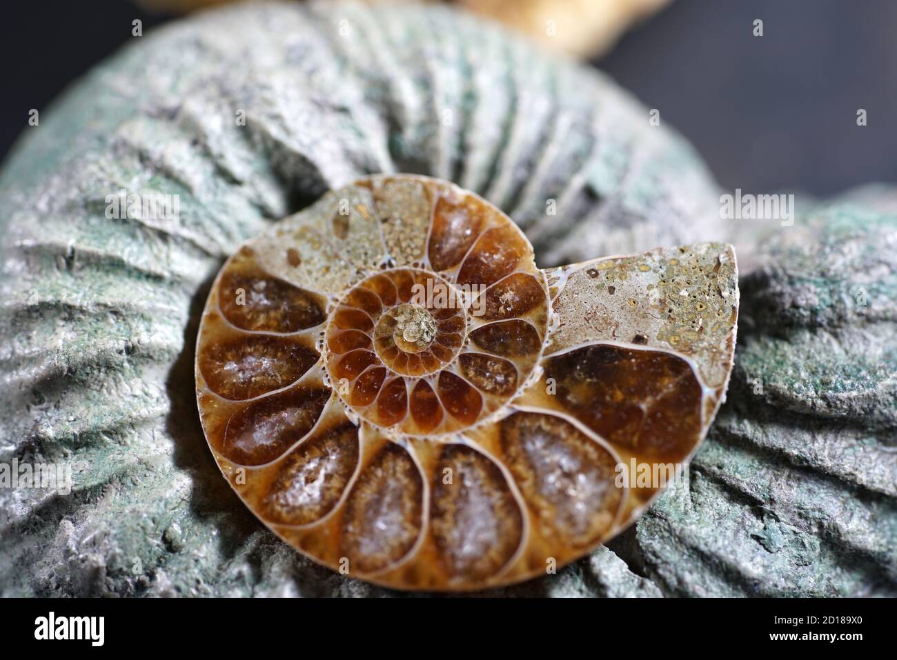 Prehistoric fossil snail shell hi-res stock photography and images - Alamy