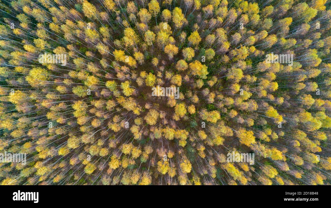 Aerial top view forest, Texture of forest view from above Stock Photo - Alamy