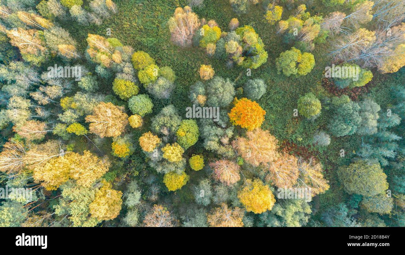Aerial top view forest, Texture of forest view from above Stock Photo ...