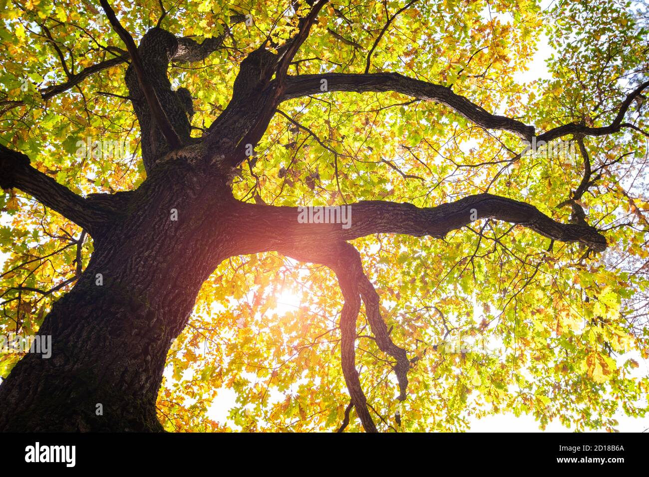Sun rays shining through autumn oak tree branch Stock Photo - Alamy