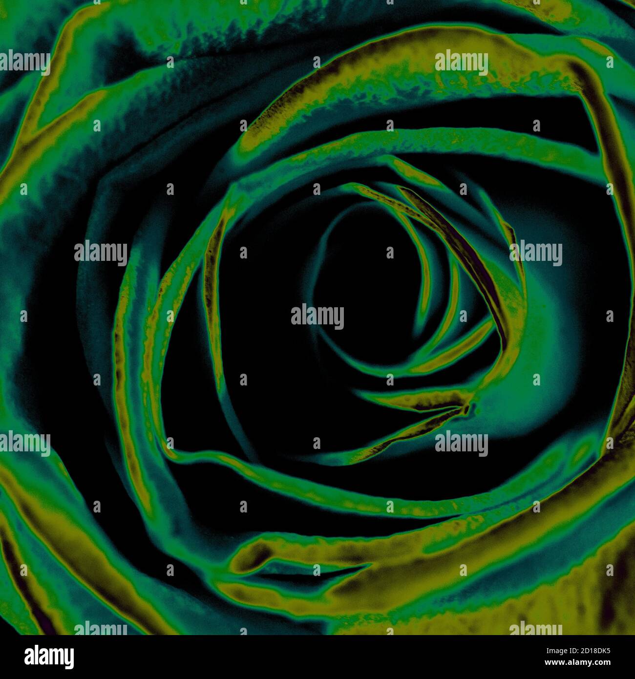 Fibonacci sequence in nature hi-res stock photography and images - Alamy