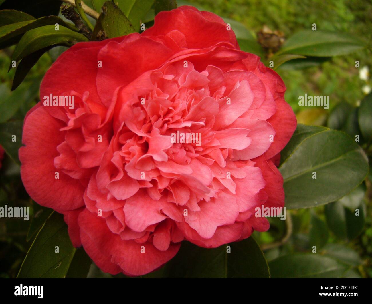Camellia debbie flowers hi-res stock photography and images - Alamy