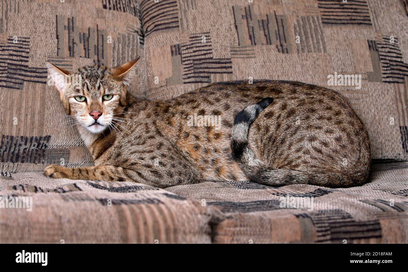 Ashera hi-res stock photography and images - Alamy