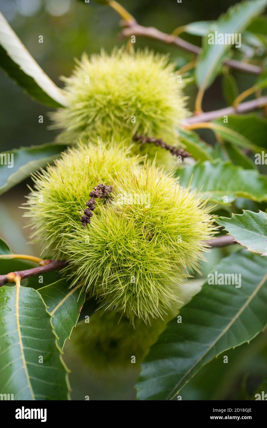 Chestnut fruits in spiny hi-res stock photography and images - Alamy