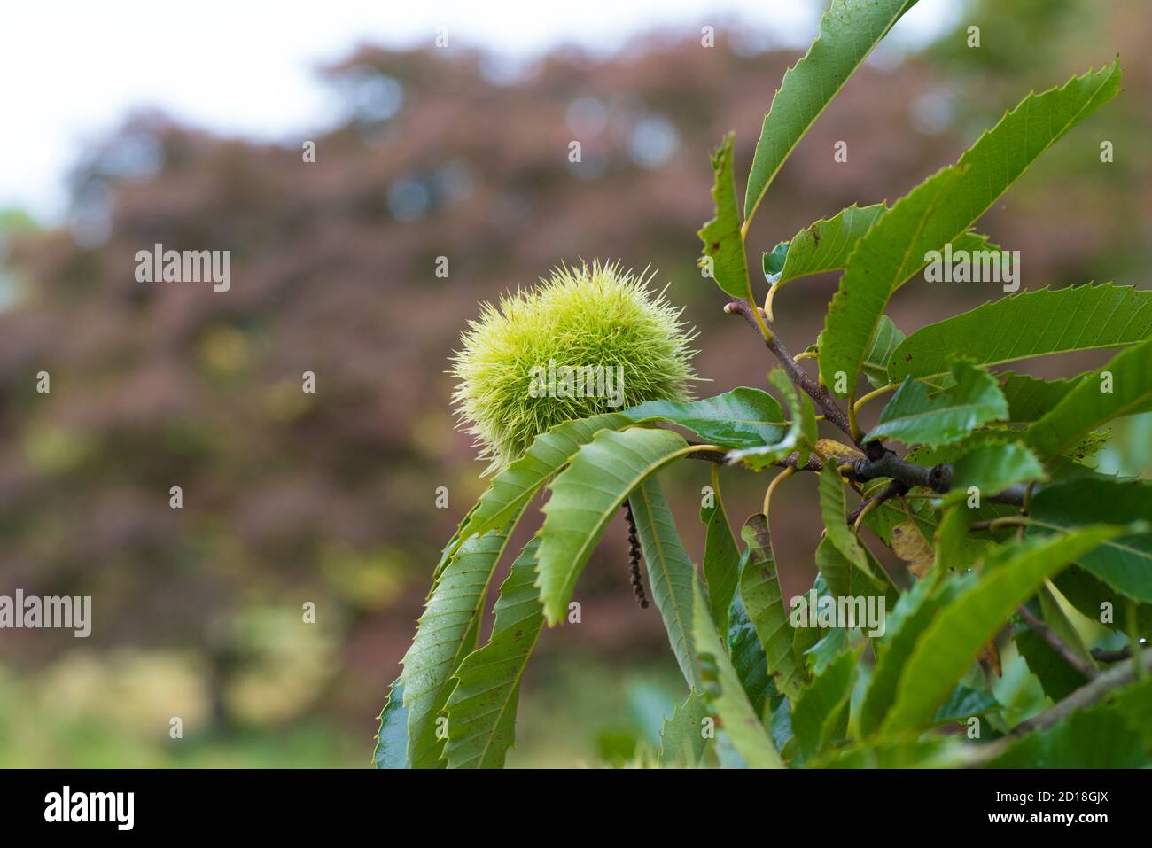 Chestnut fruits in spiny hi-res stock photography and images - Alamy