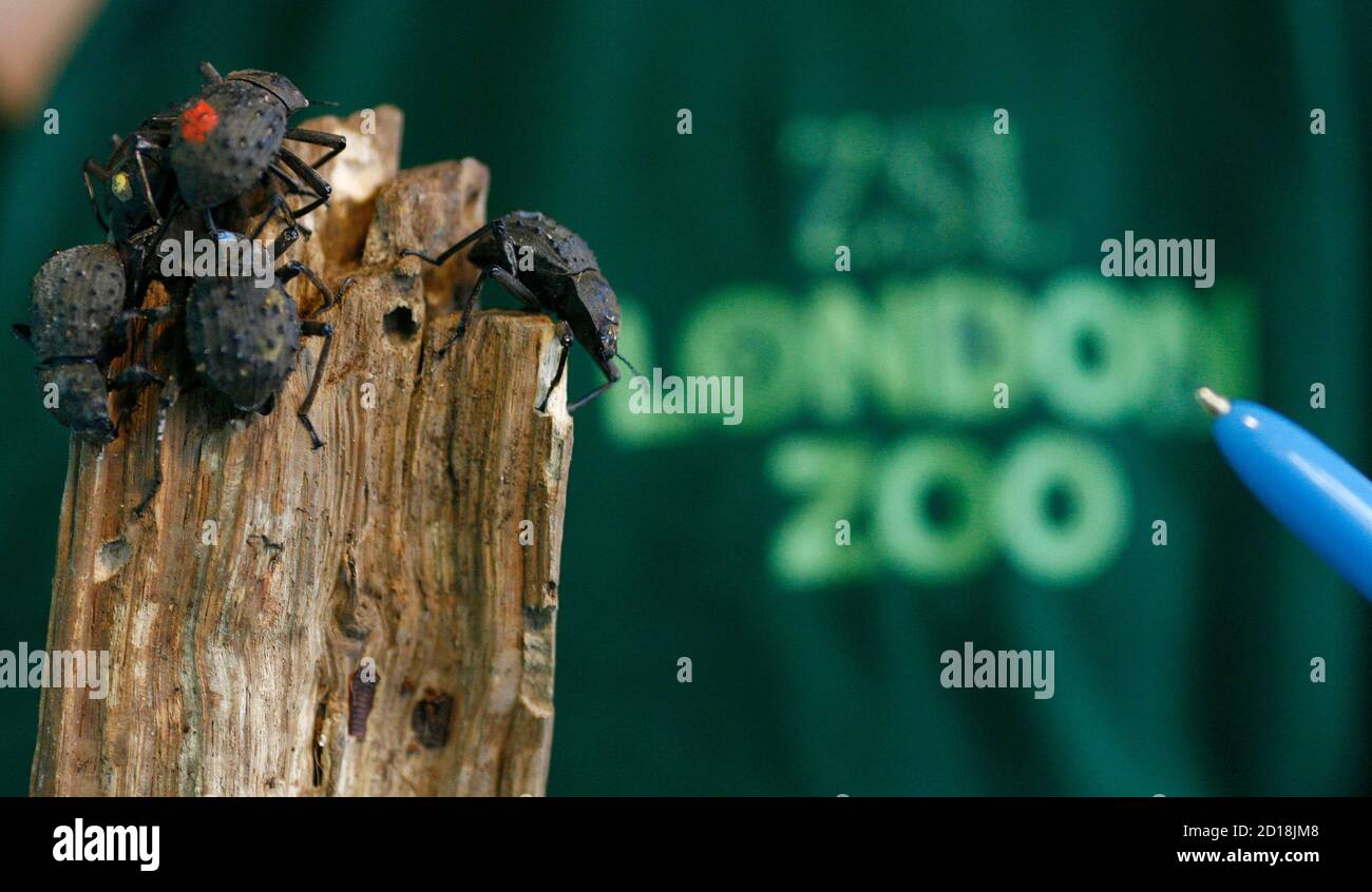 Andrew Mcfarlane High Resolution Stock Photography and Images - Alamy