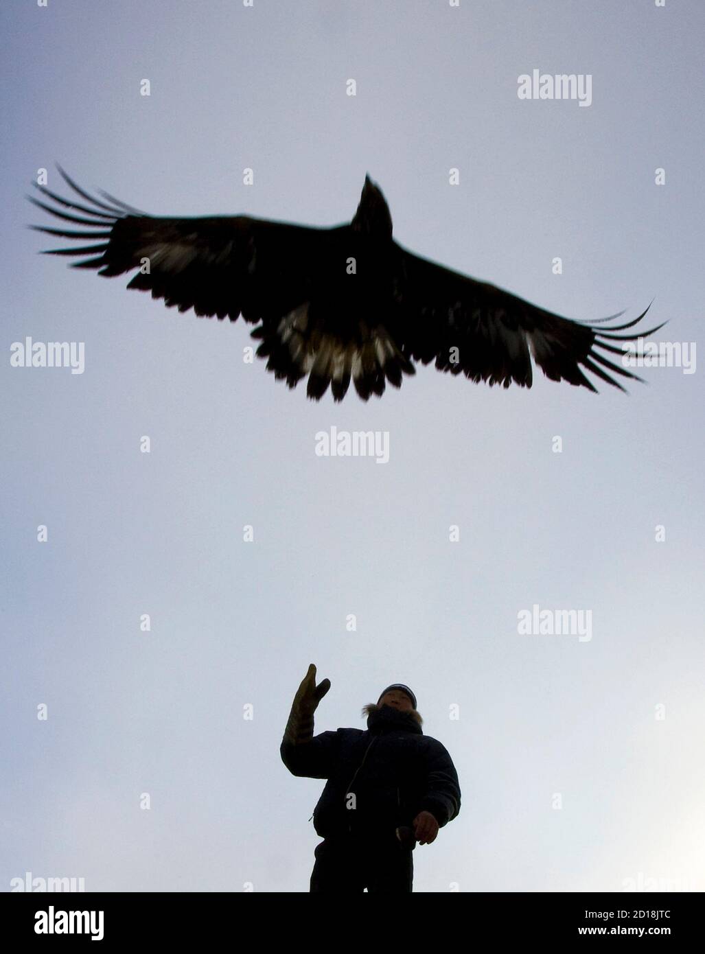 Tame eagles hi-res stock photography and images - Alamy