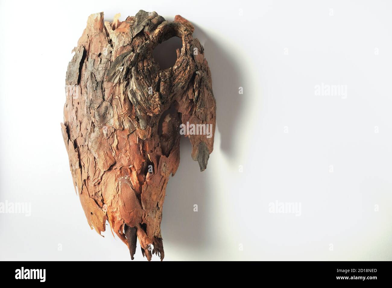 Tree bark isolated on a white background. a piece of tree bark ...