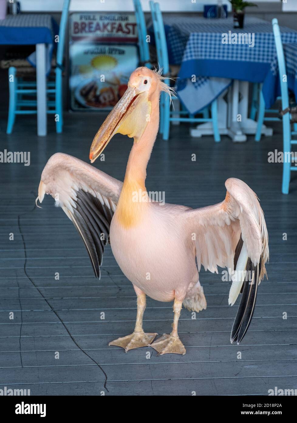 A Pelican greets guests arriving the Pelican restaurant in Paphos ...