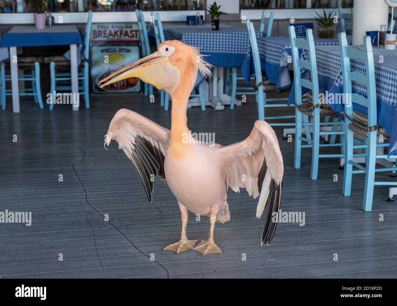 A Pelican greets guests arriving the Pelican restaurant in Paphos ...