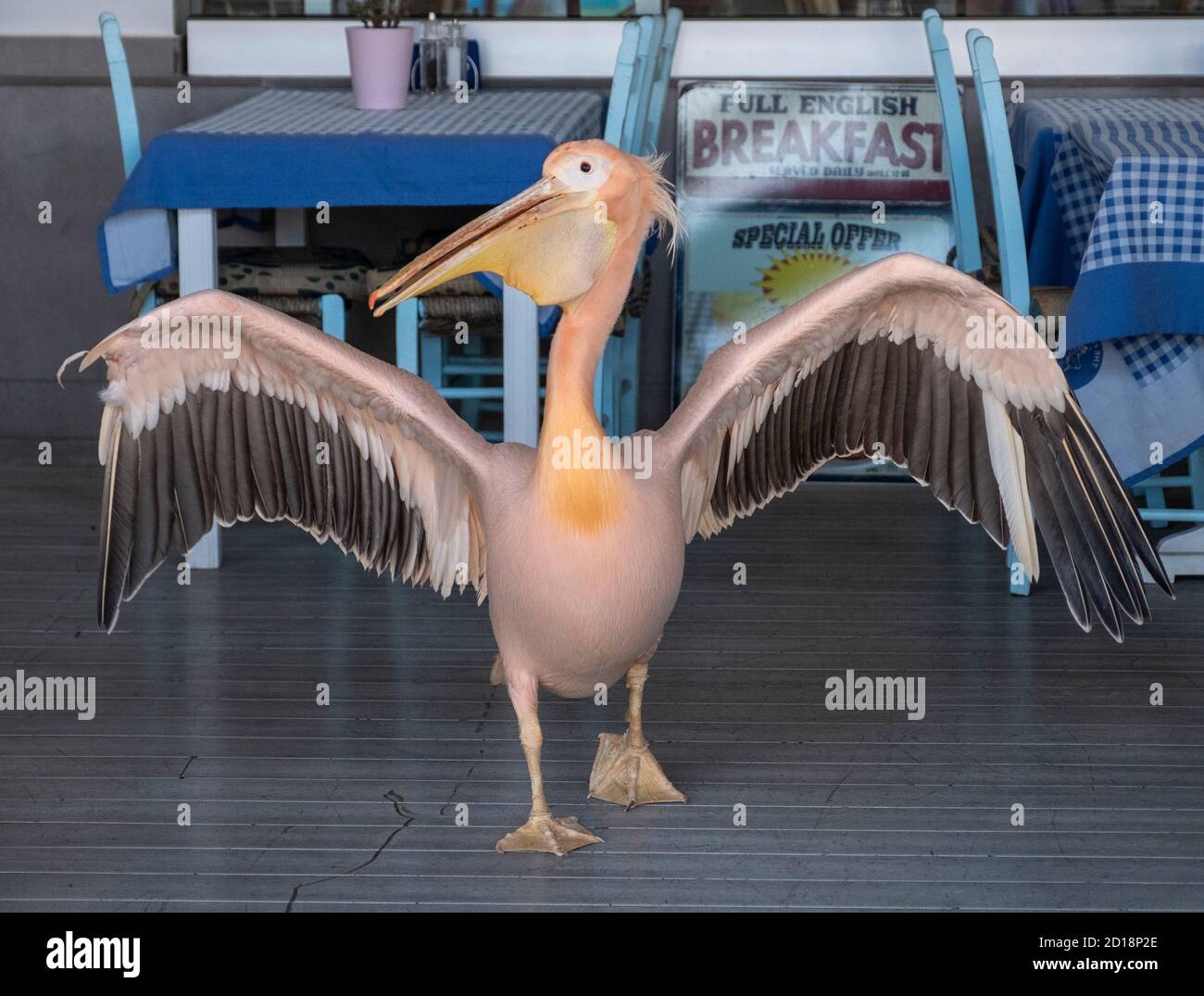 A Pelican greets guests arriving the Pelican restaurant in Paphos ...