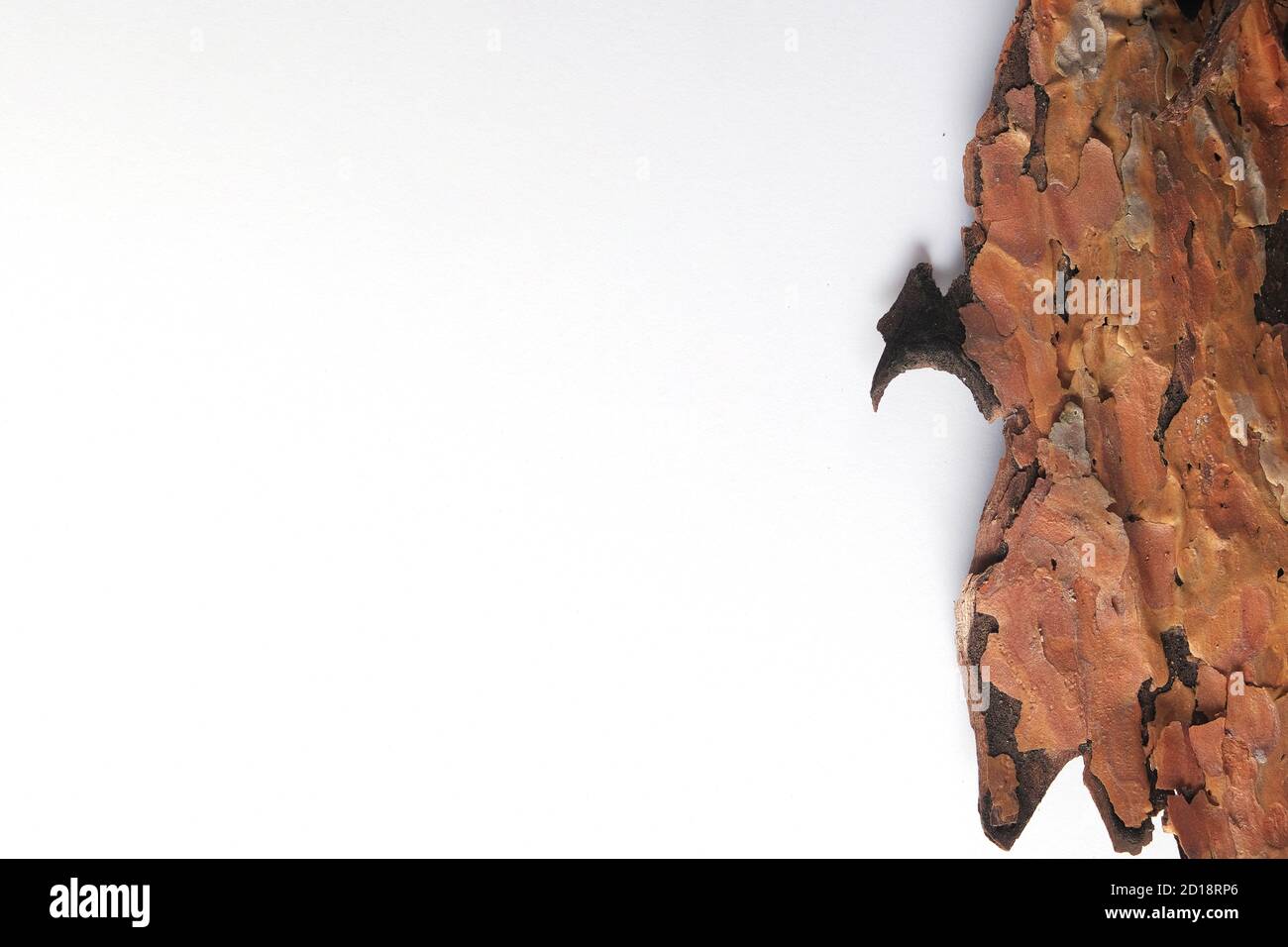 Tree bark isolated on a white background, Located on the right side ...