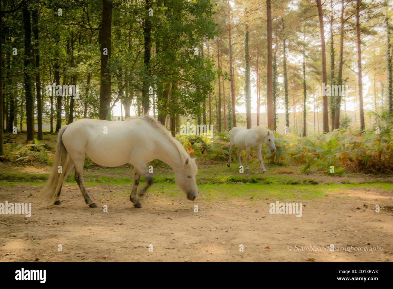 Magical ponies in woodland, New Forest, UK Stock Photo - Alamy