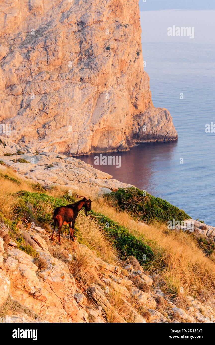 cabra mallorquina (Capra hircus) ,Pollença,peninsula de Formentor ...