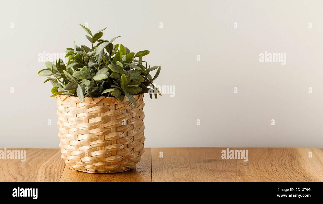 Green plant on wooden table. indoor plants, Scandinavian style in the ...