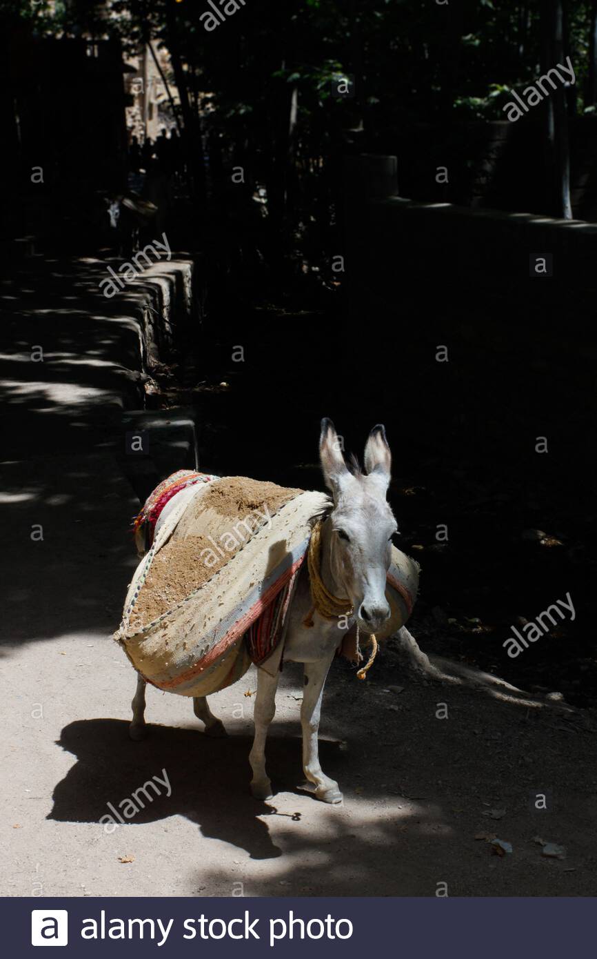 Donkey Carrying Heavy Load In High Resolution Stock Photography and ...