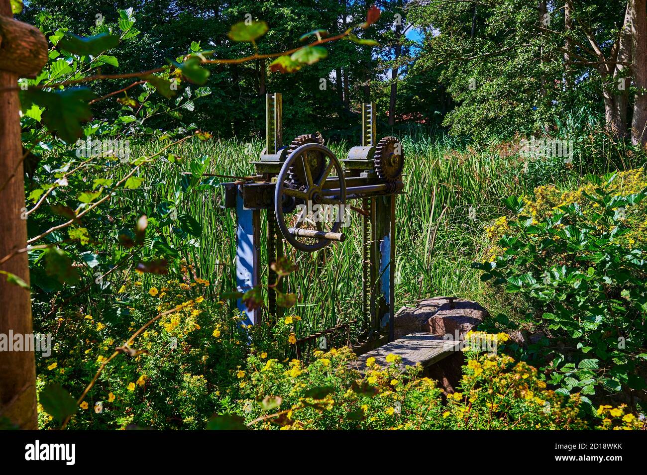 Old rusty weir of a watermill amid green reeds and yellow flowers Stock ...