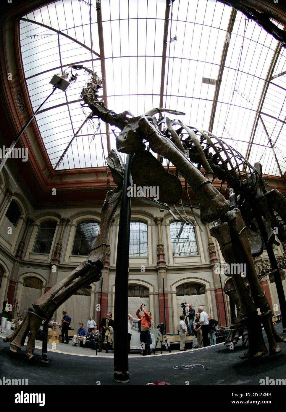 Brachiosaurus skeleton berlin High Resolution Stock Photography and ...