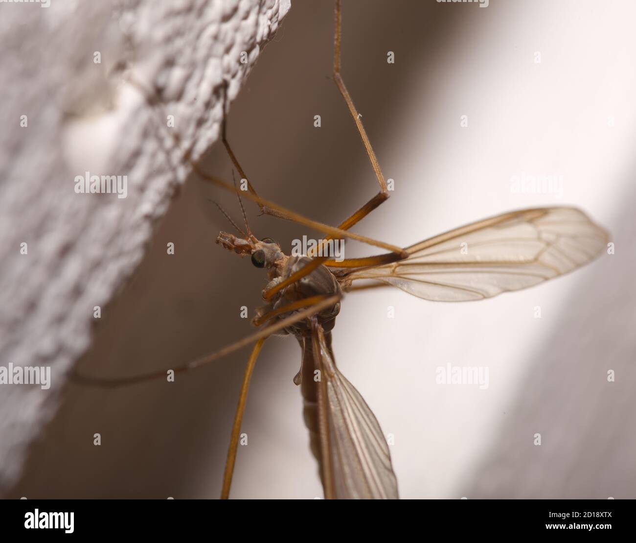 close up of crane fly daddy long legs Stock Photo - Alamy