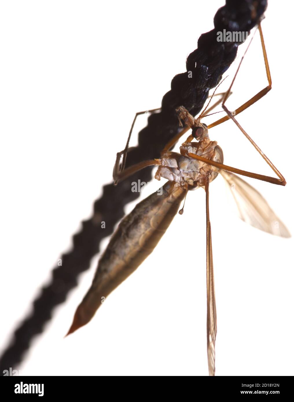 close up of crane fly daddy long legs Stock Photo - Alamy