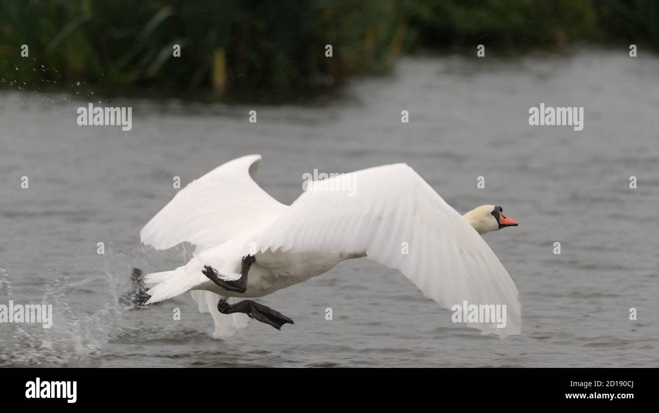 Swan taking off from water hi-res stock photography and images - Alamy
