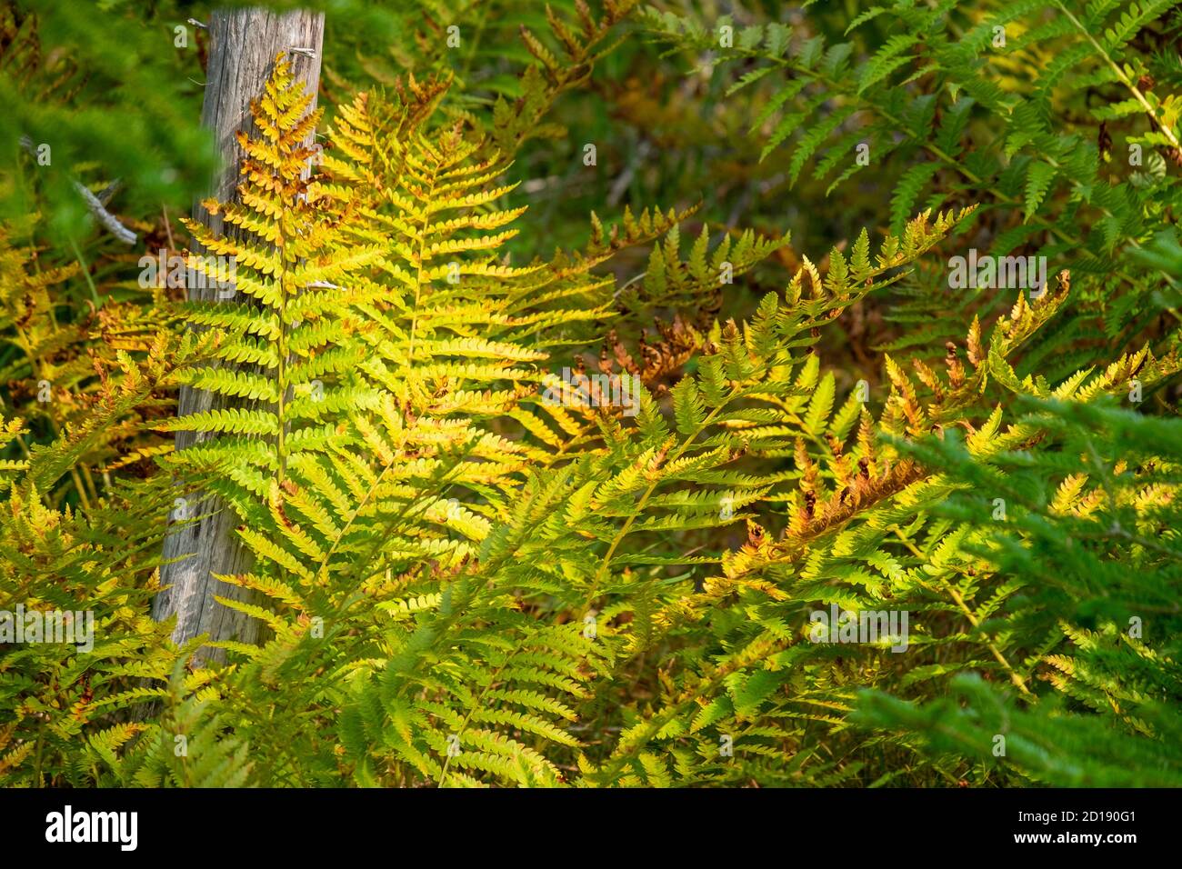 Wild fern leafs growing in a forest turning yellow and orange. The ...