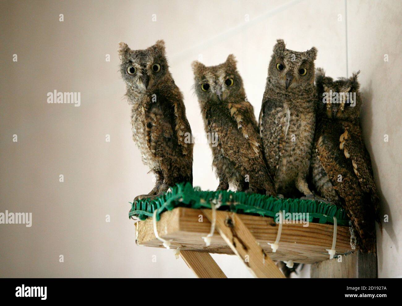 Raptor enclosure hi-res stock photography and images - Alamy