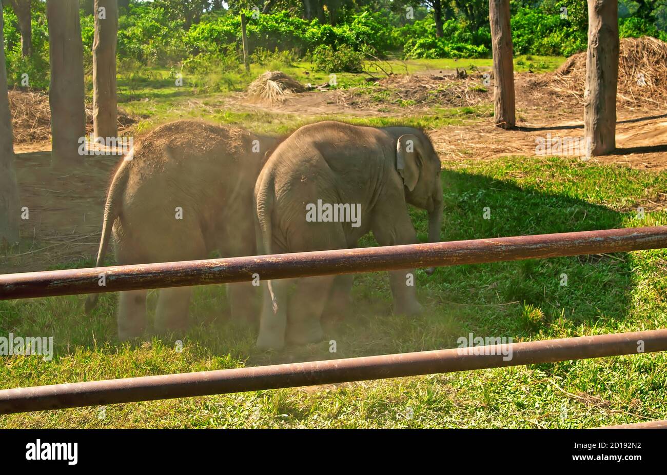 Elephants are playing on the farm on the dust at Chitwan nation park in ...