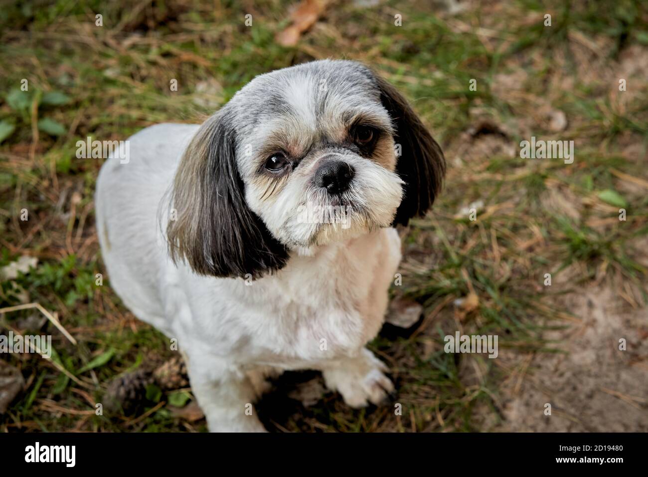 Shih tzu short hair hi-res stock photography and images - Alamy