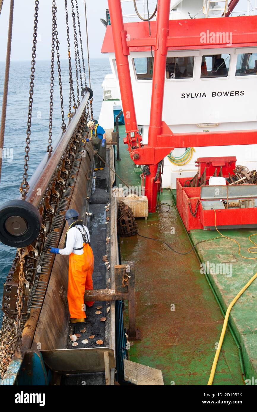 Fishing operations on a king scallop fishing vessel Stock Photo - Alamy