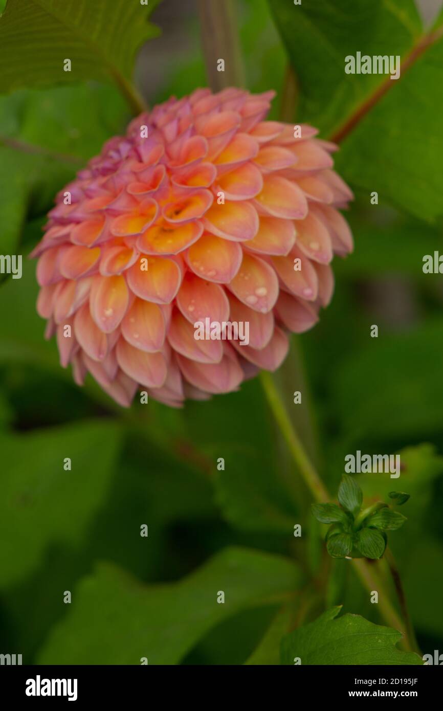 Ball Dahlia Jowey Winnie in bloom Stock Photo - Alamy