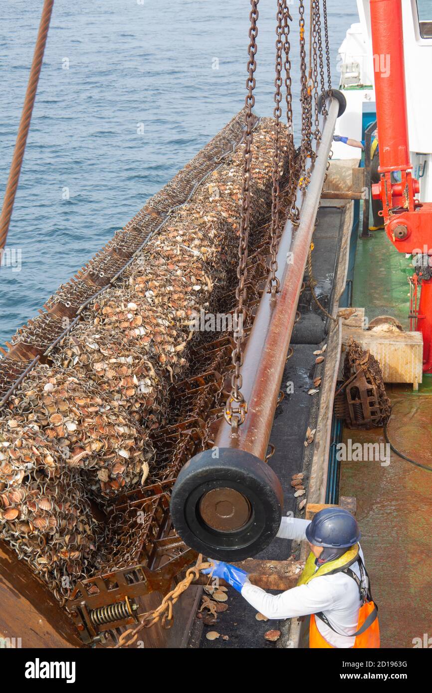 Fishing vessel operations on king scallop dredger Stock Photo - Alamy