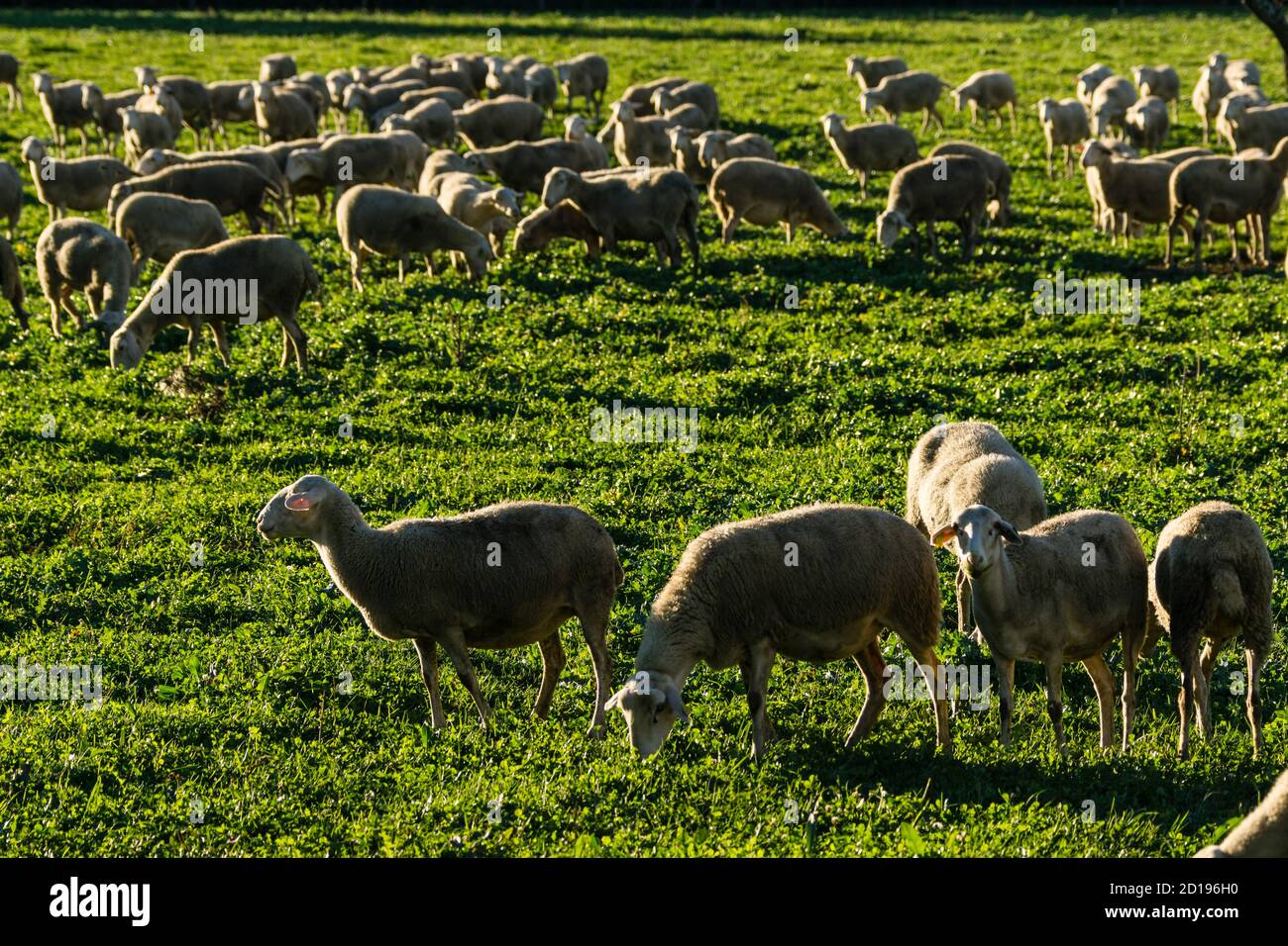 Ovejas y cerca hi-res stock photography and images - Alamy