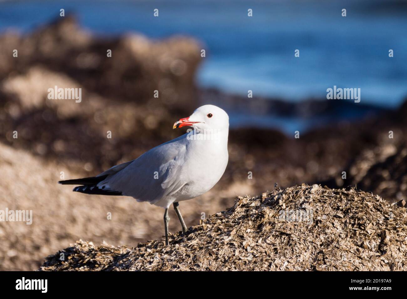 Familia laridae hi-res stock photography and images - Alamy