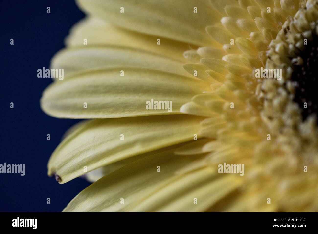 Colorful gerbera daisy family hi-res stock photography and images - Alamy
