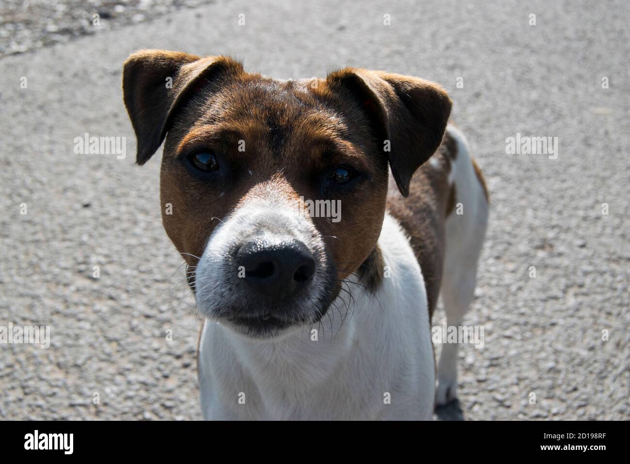 Portrait of a Jack Russell Terrier Stock Photo - Alamy