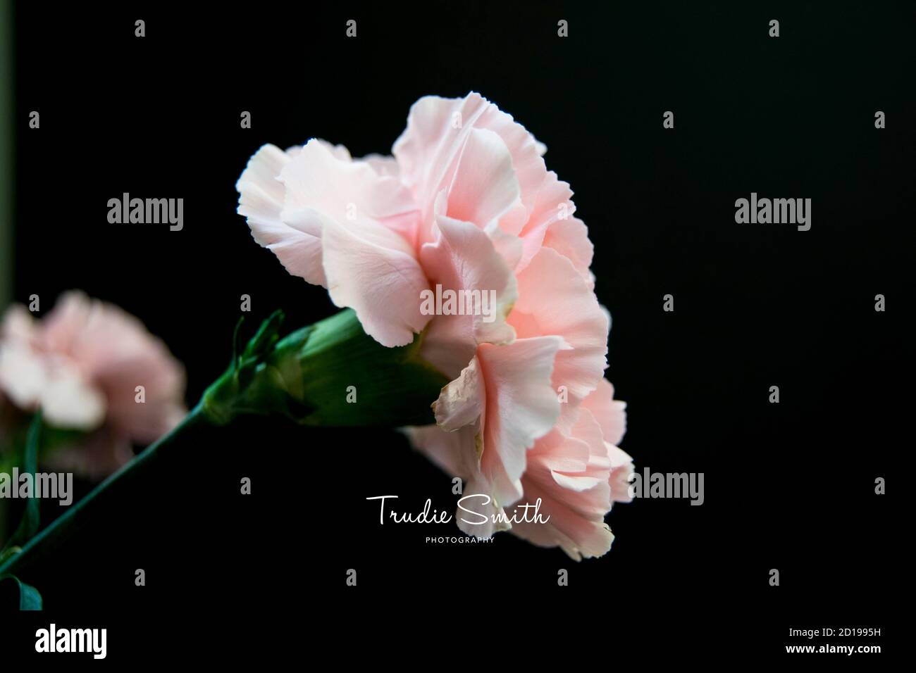 Pink Carnation Flower Stock Photo - Alamy