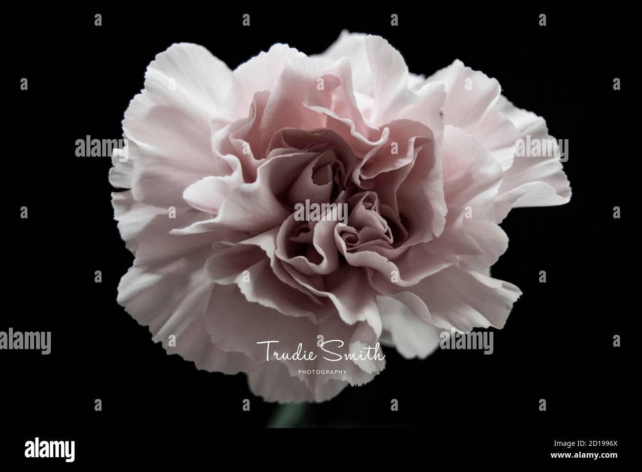 Carnation texture hi-res stock photography and images - Alamy