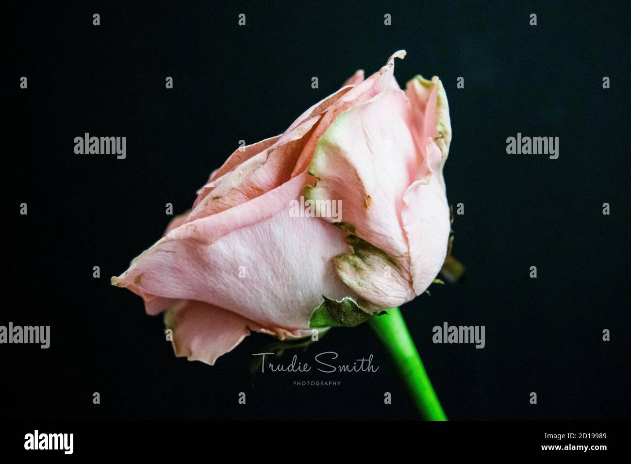Damaged rose leaves hi-res stock photography and images - Alamy